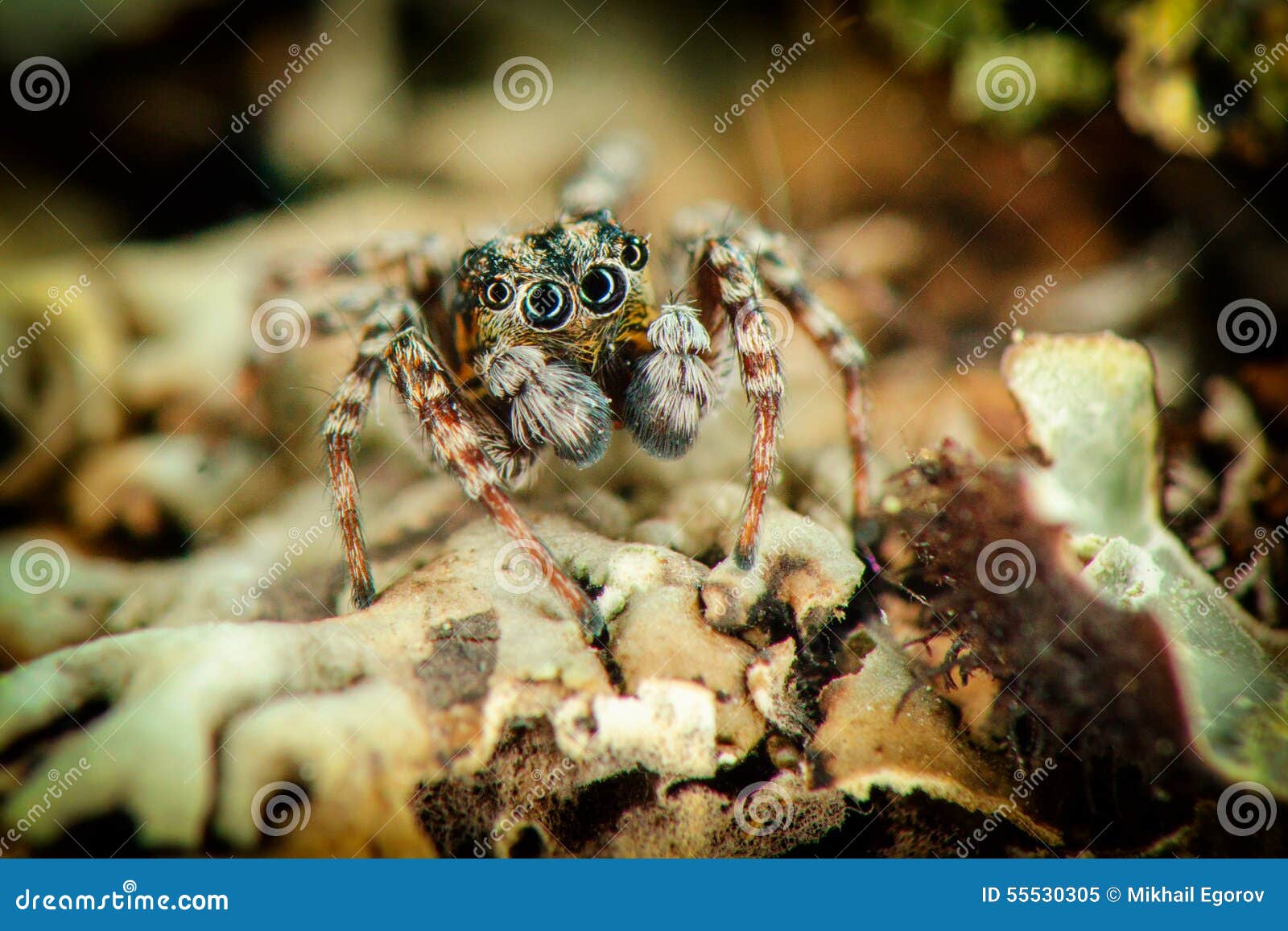 Portrait of jumping spider stock image. Image of nature - 55530305