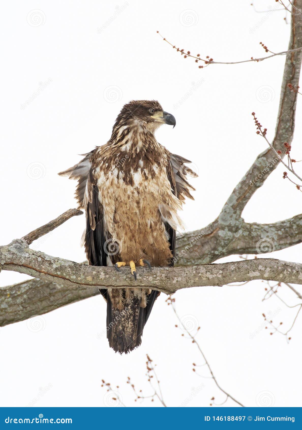 A Portrait of an Juvenile American Bald Eagle Haliaeetus Leucocephalus ...
