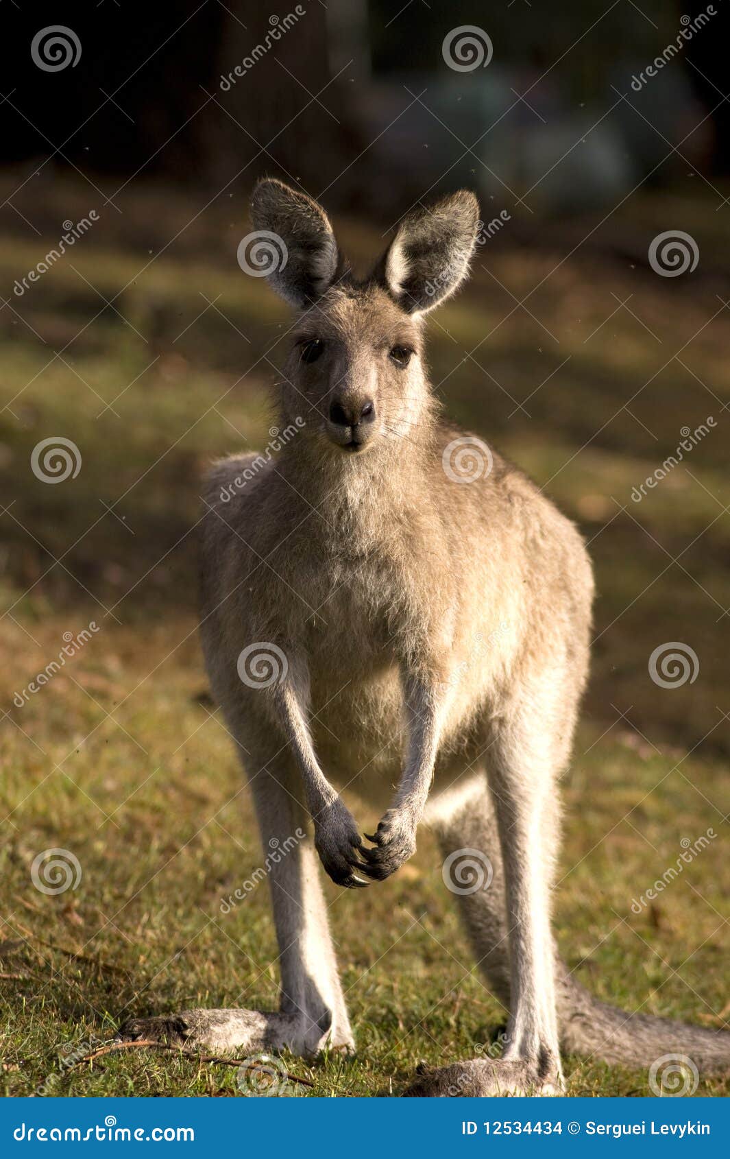 A portrait of kangaroo stock photo. Image of mammal, ears - 12534434