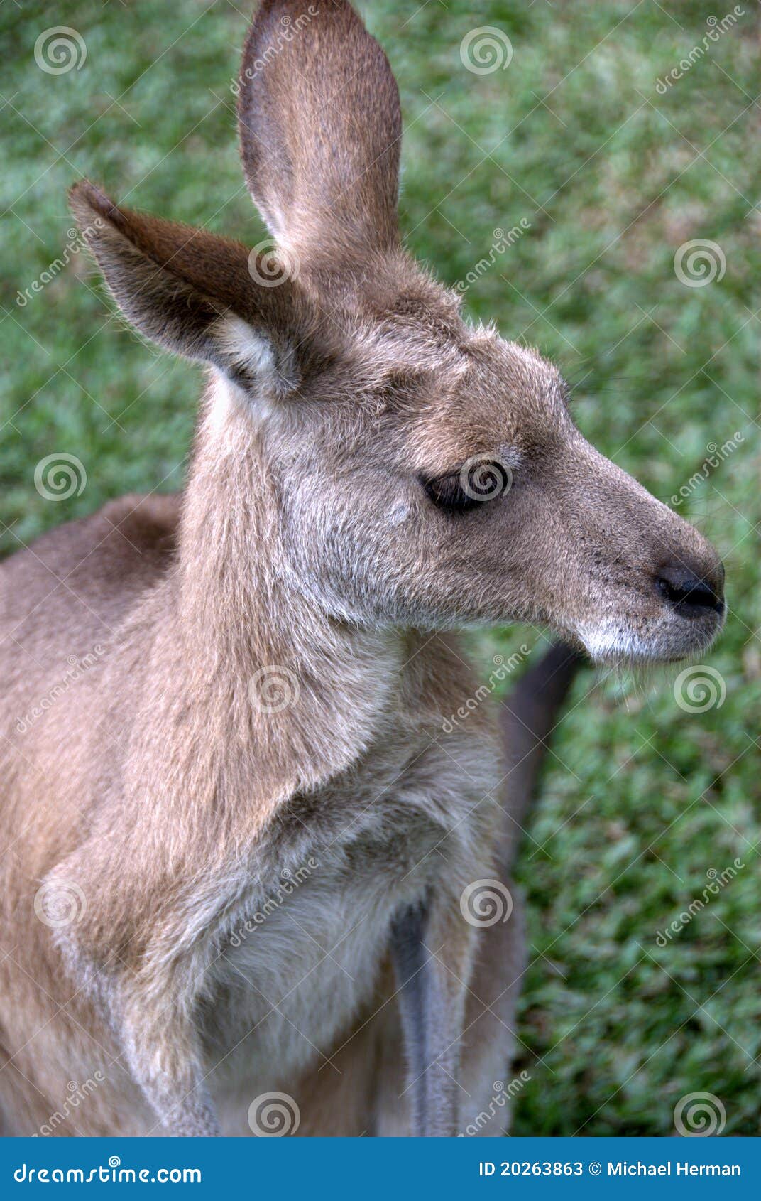 Portrait of kangaroo stock image. Image of pricked, single - 20263863