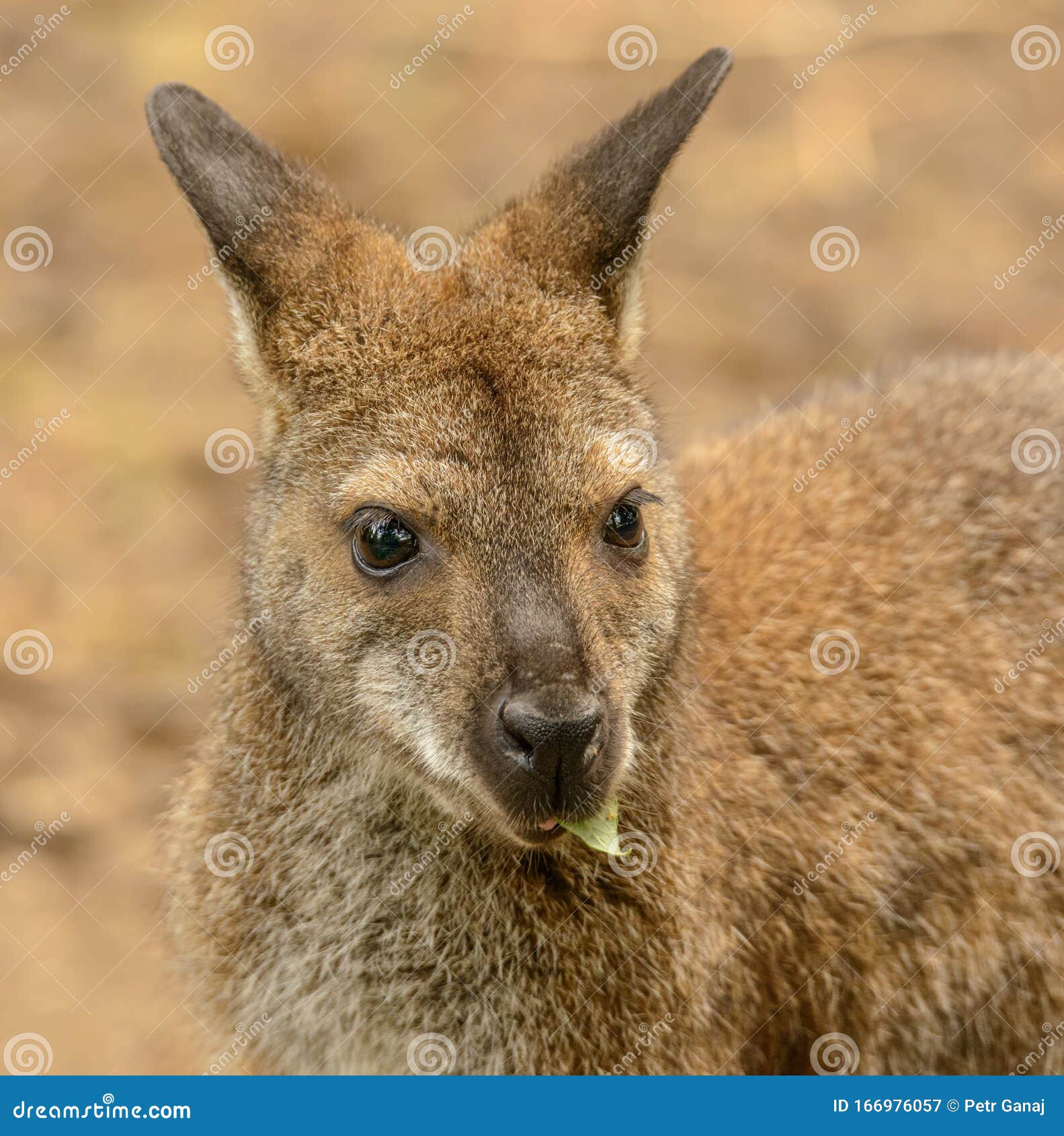 Portrait of a Kangaroo Eating a Leaf Front Stock Image - Image of brown ...