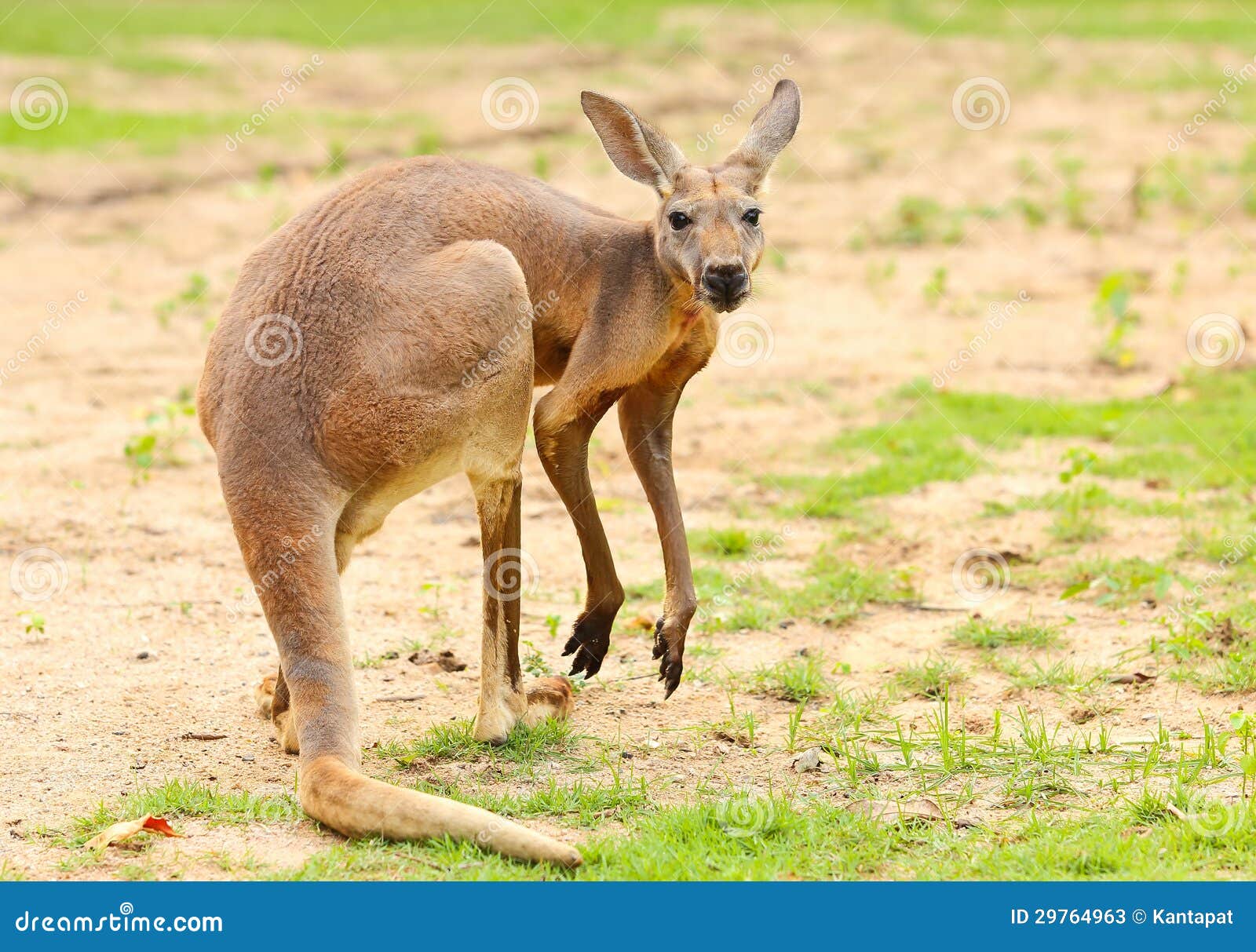 Kangaroo. stock image. Image of marsupial, closeup, kangaroo - 29764963
