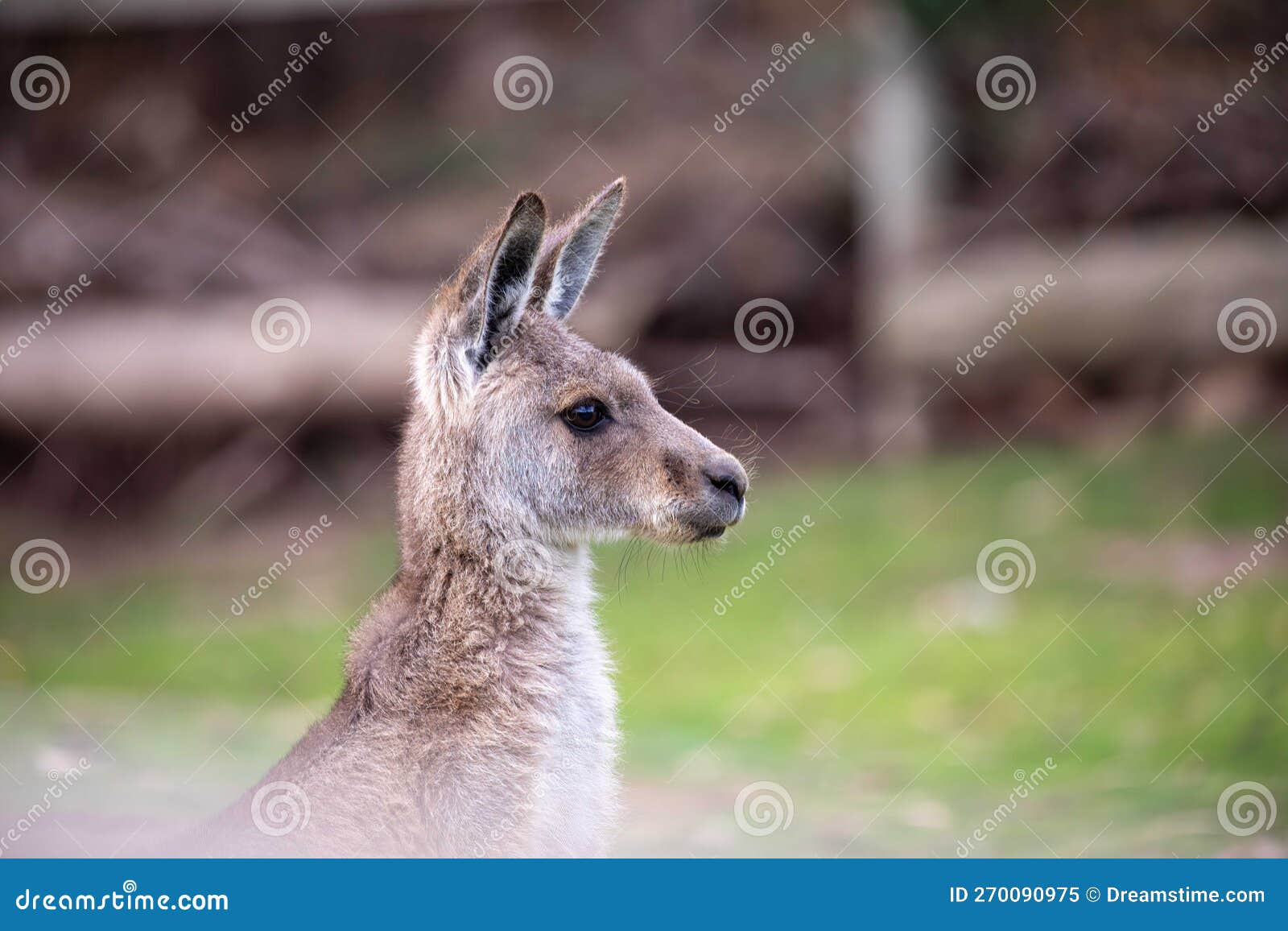 Portrait of kangaroo stock image. Image of marsipual - 270090975
