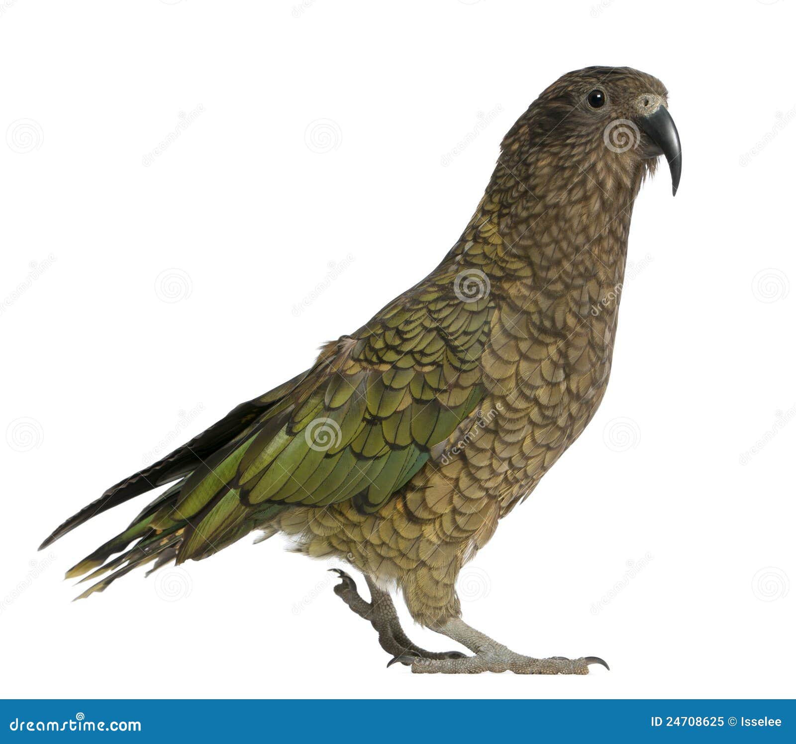 The Kea, Nestor Notabilis, Is A Species Of Large Parrot In The Family ...