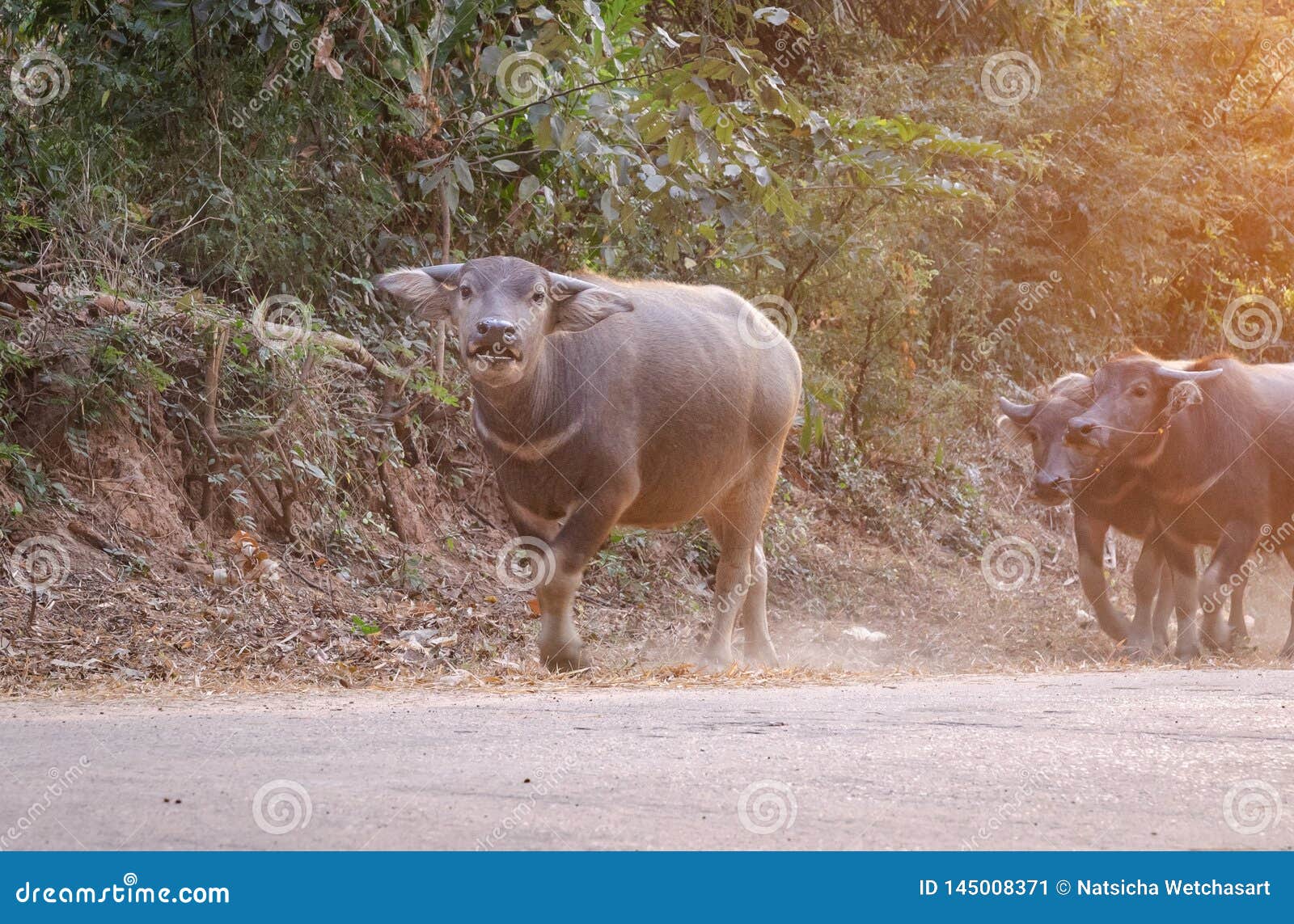 328 Buffalo Smiling Stock Photos - Free & Royalty-Free Stock Photos ...