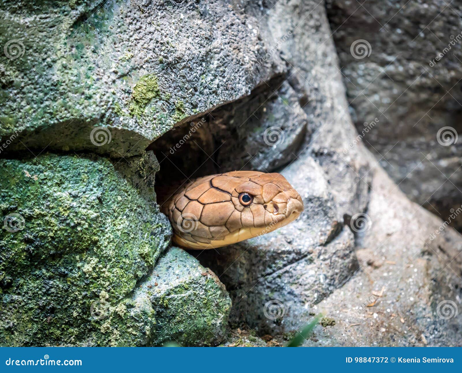 Portrait of King Cobra Head Stock Photo - Image of nature, poisonous ...