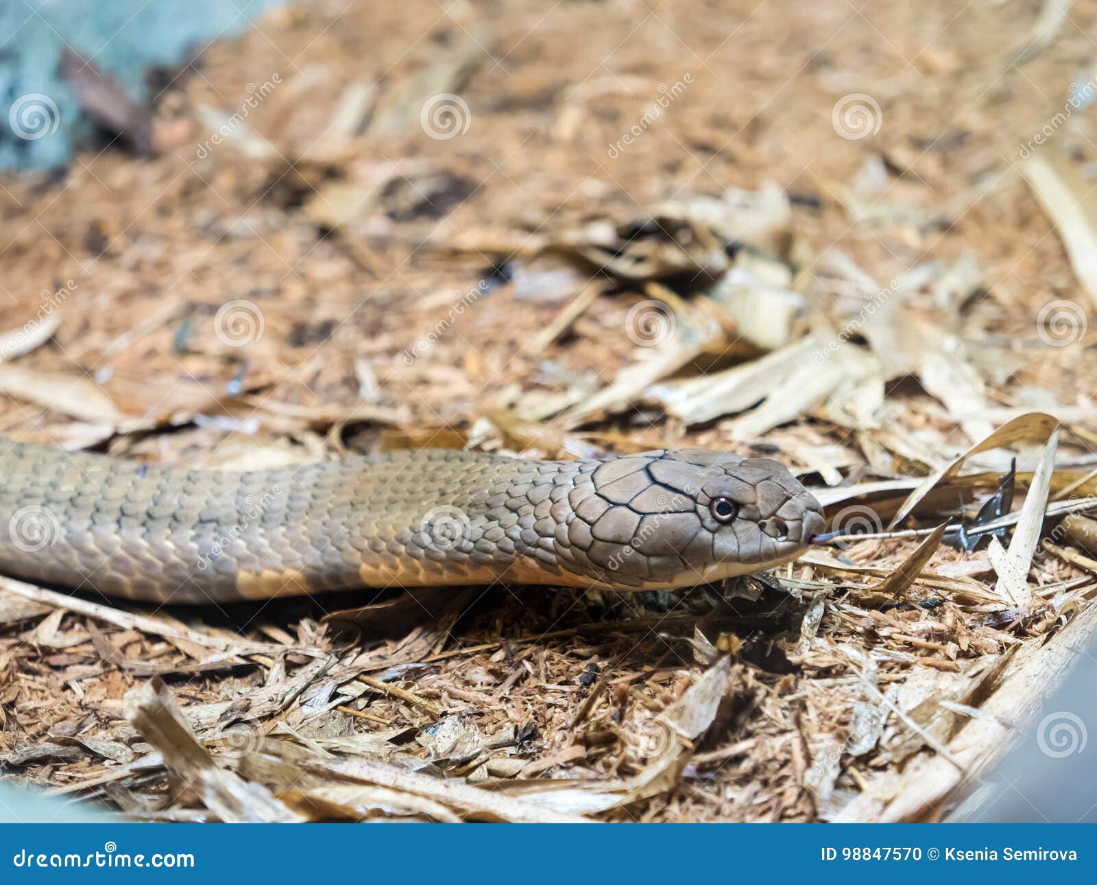 Portrait of King Cobra Head Stock Photo - Image of mamba, king: 98847570