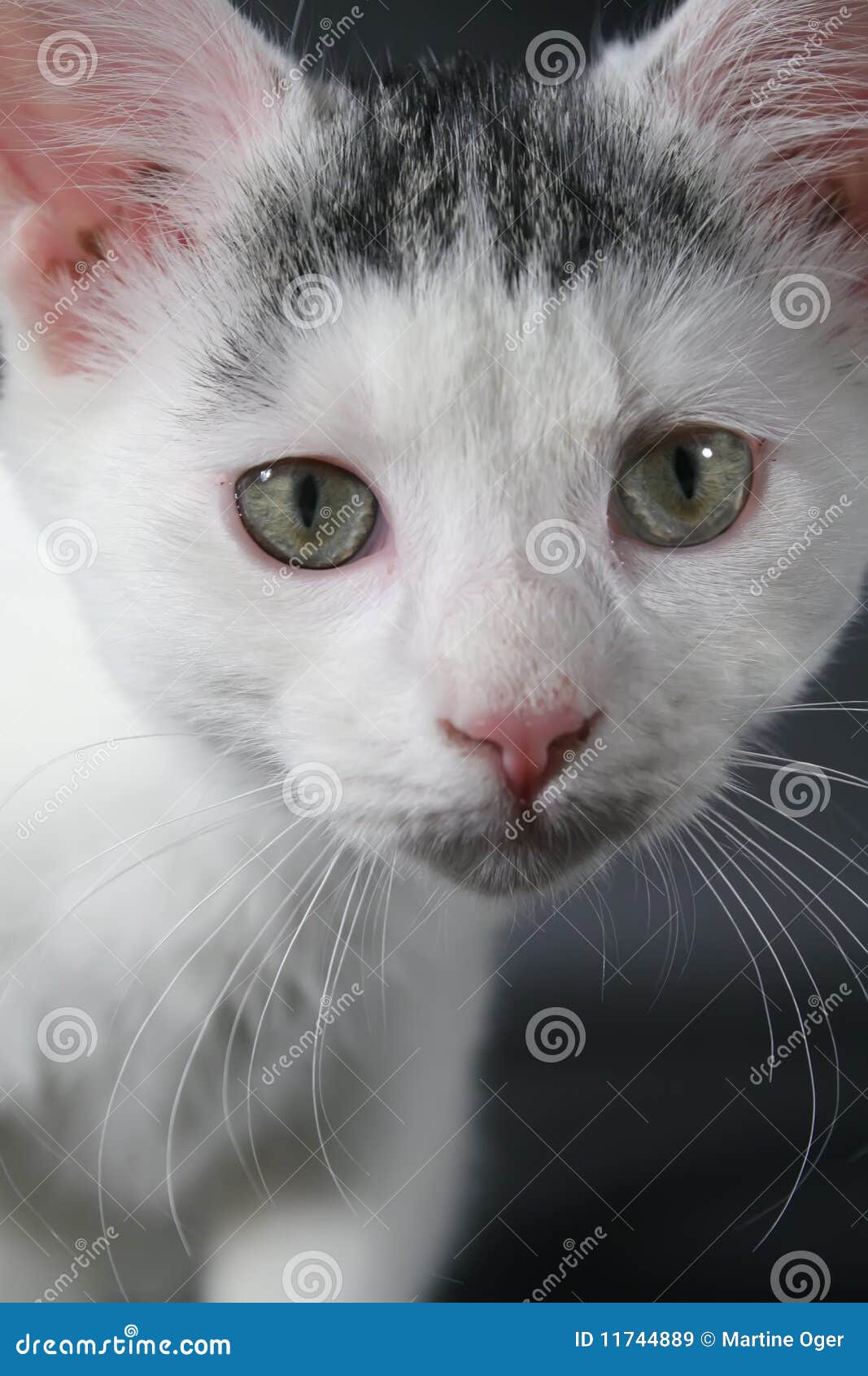 Portrait of kitten. stock image. Image of portrait, cute - 11744889