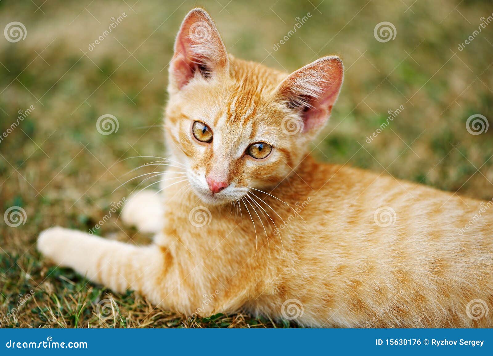 Portrait of kitten stock photo. Image of friend, small - 15630176