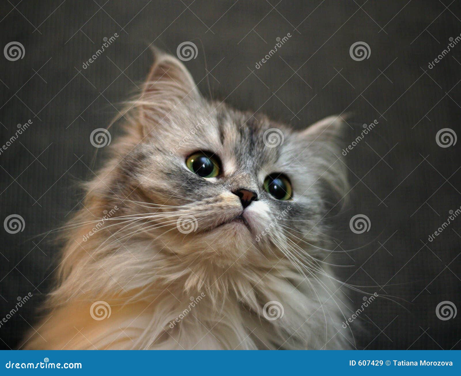 Portrait of a kitten stock image. Image of purebred, furry - 607429
