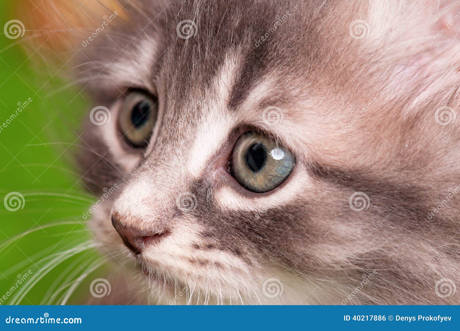 Portrait of kitten stock photo. Image of animal, indoors - 40217886