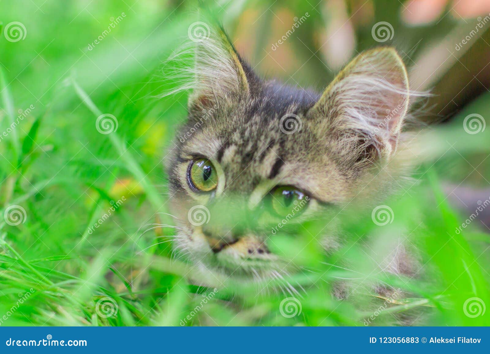 Portrait of a Kitten in the Grass Stock Image - Image of green, funny ...