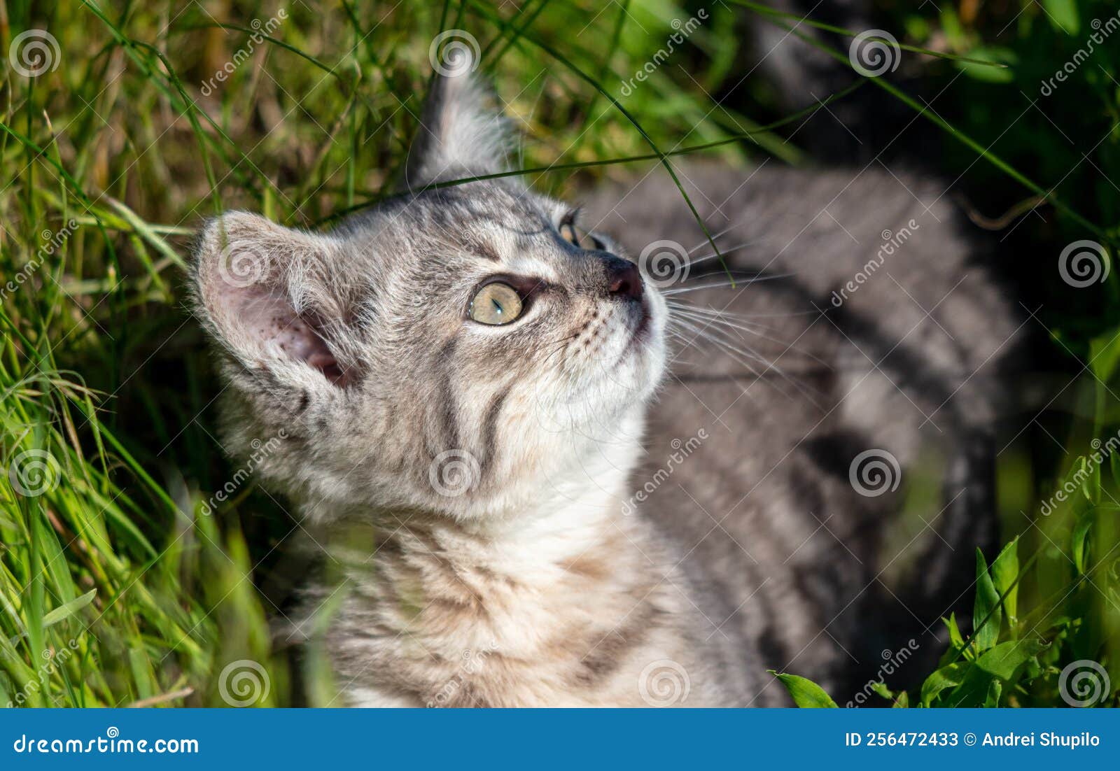 Portrait of a Kitten in Green Grass. Stock Image - Image of pretty ...