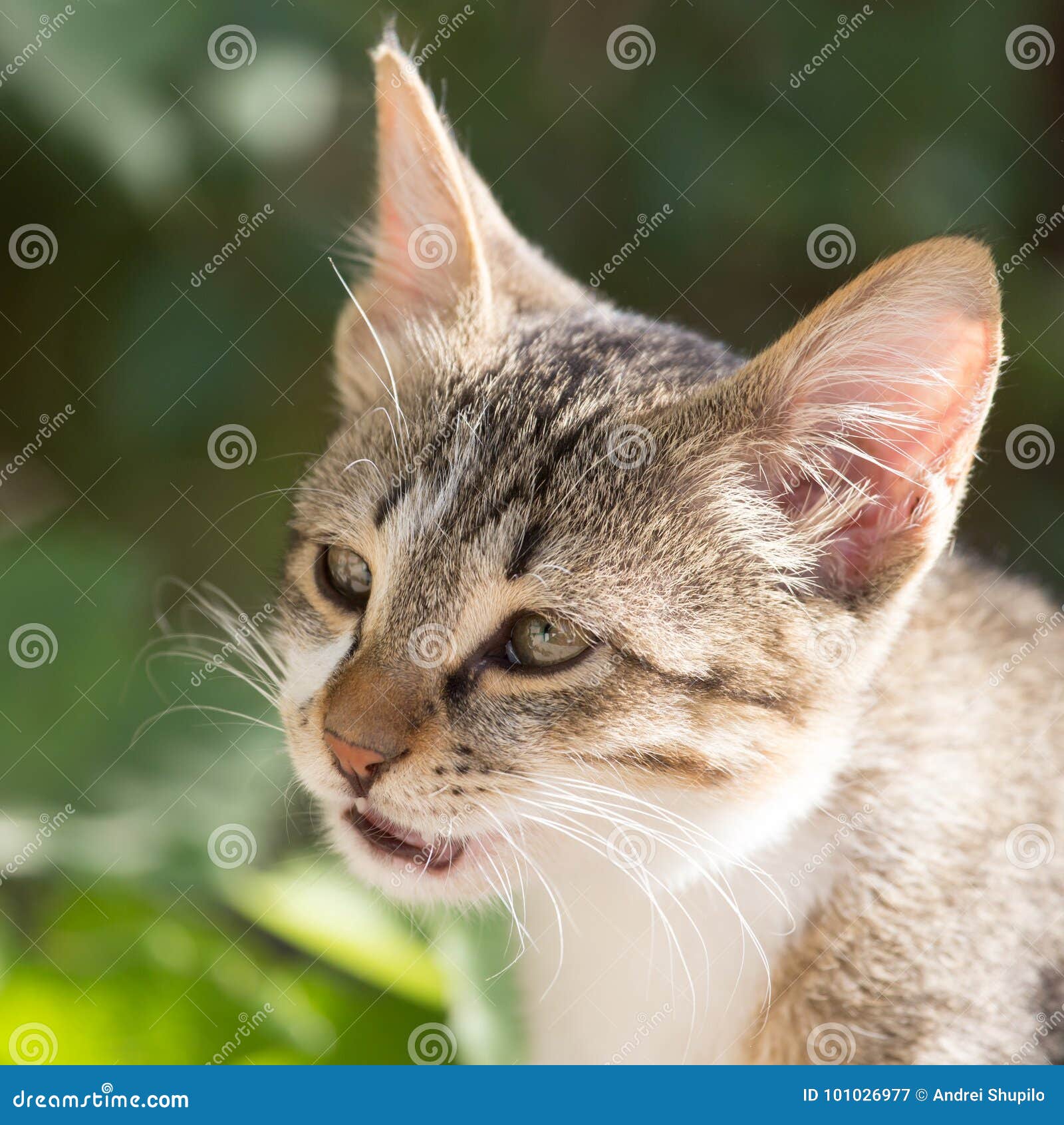 Portrait of kitten stock image. Image of adorable, kitty - 101026977