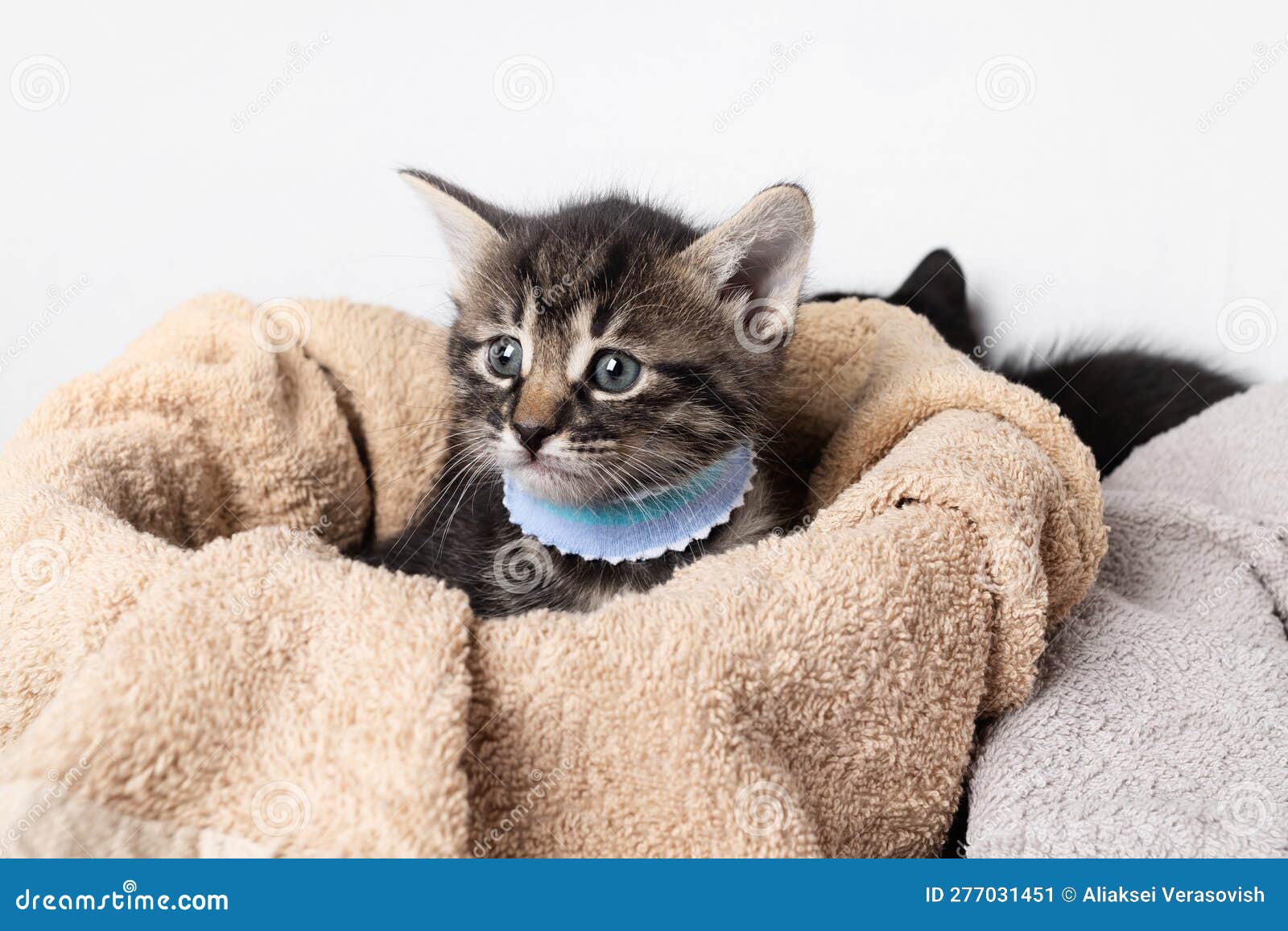 Portrait of kitten stock image. Image of feline, striped - 277031451