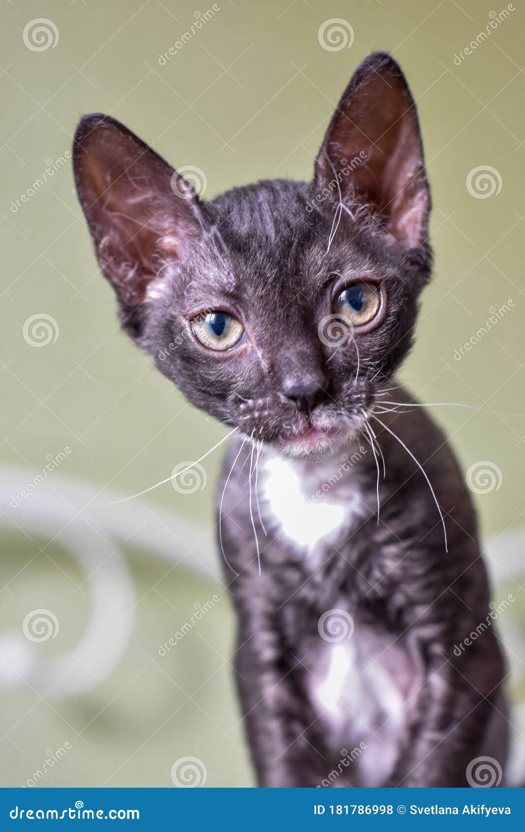Portrait of a Kitten Ural Rex with Green Eyes Stock Photo - Image of ...