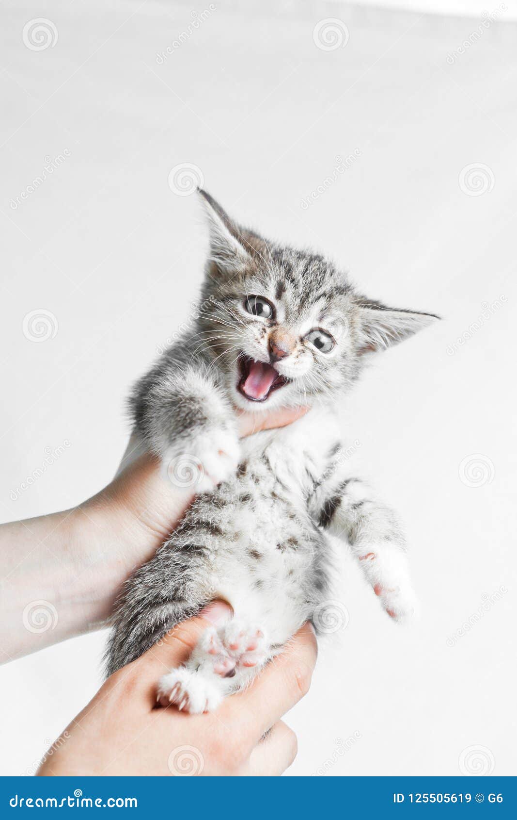Portrait of Kitty Cat in Hands Stock Image - Image of furniture, feline ...