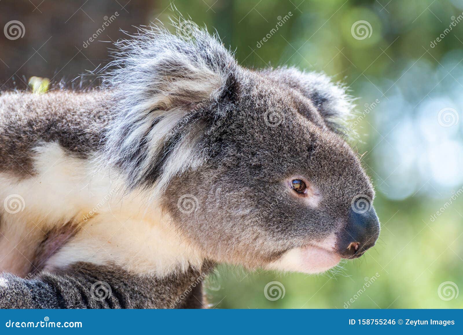 Portrait of a koala stock photo. Image of eucalyptus - 158755246