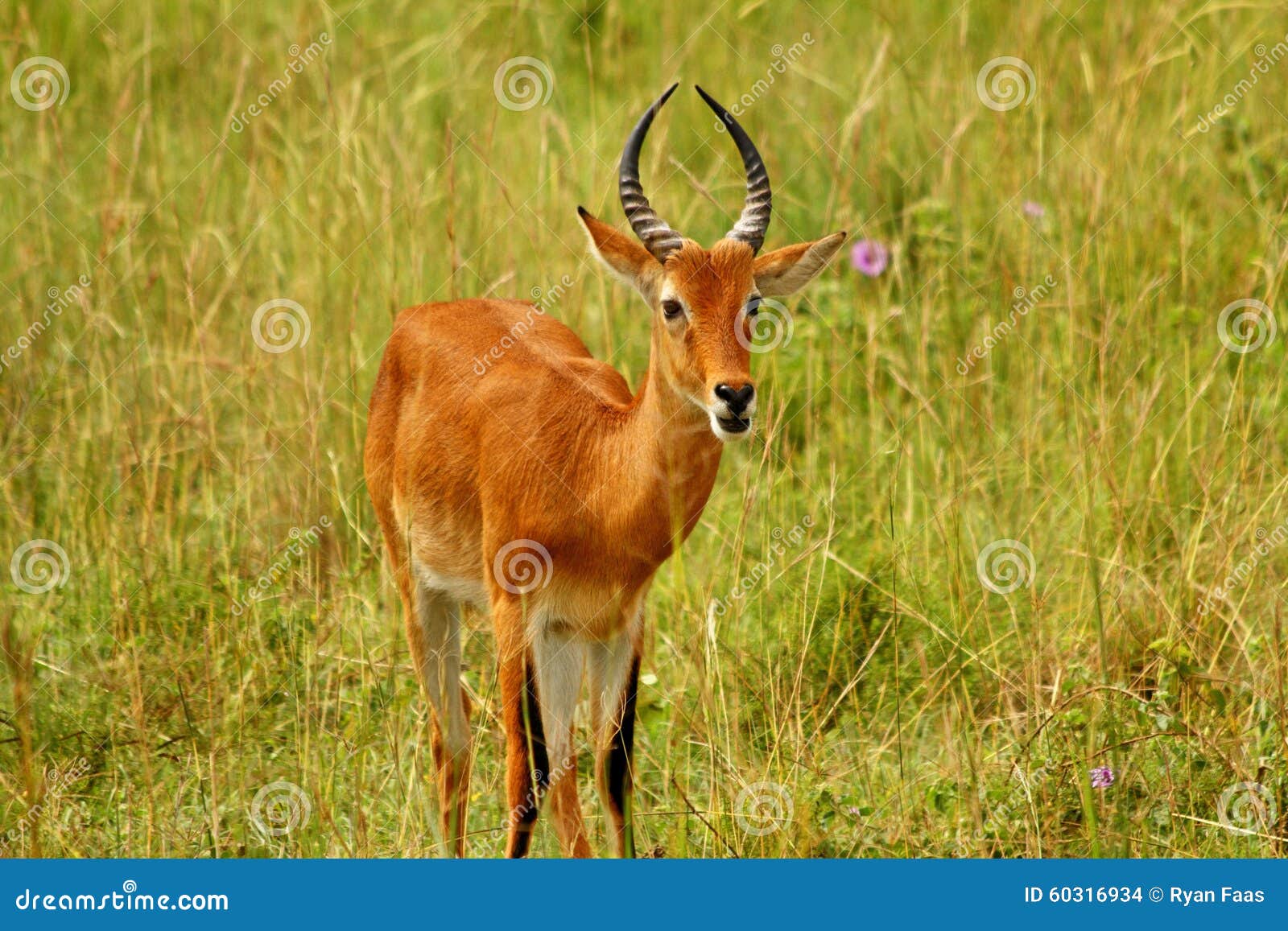 Portrait of a Kob stock photo. Image of looking, animals - 60316934
