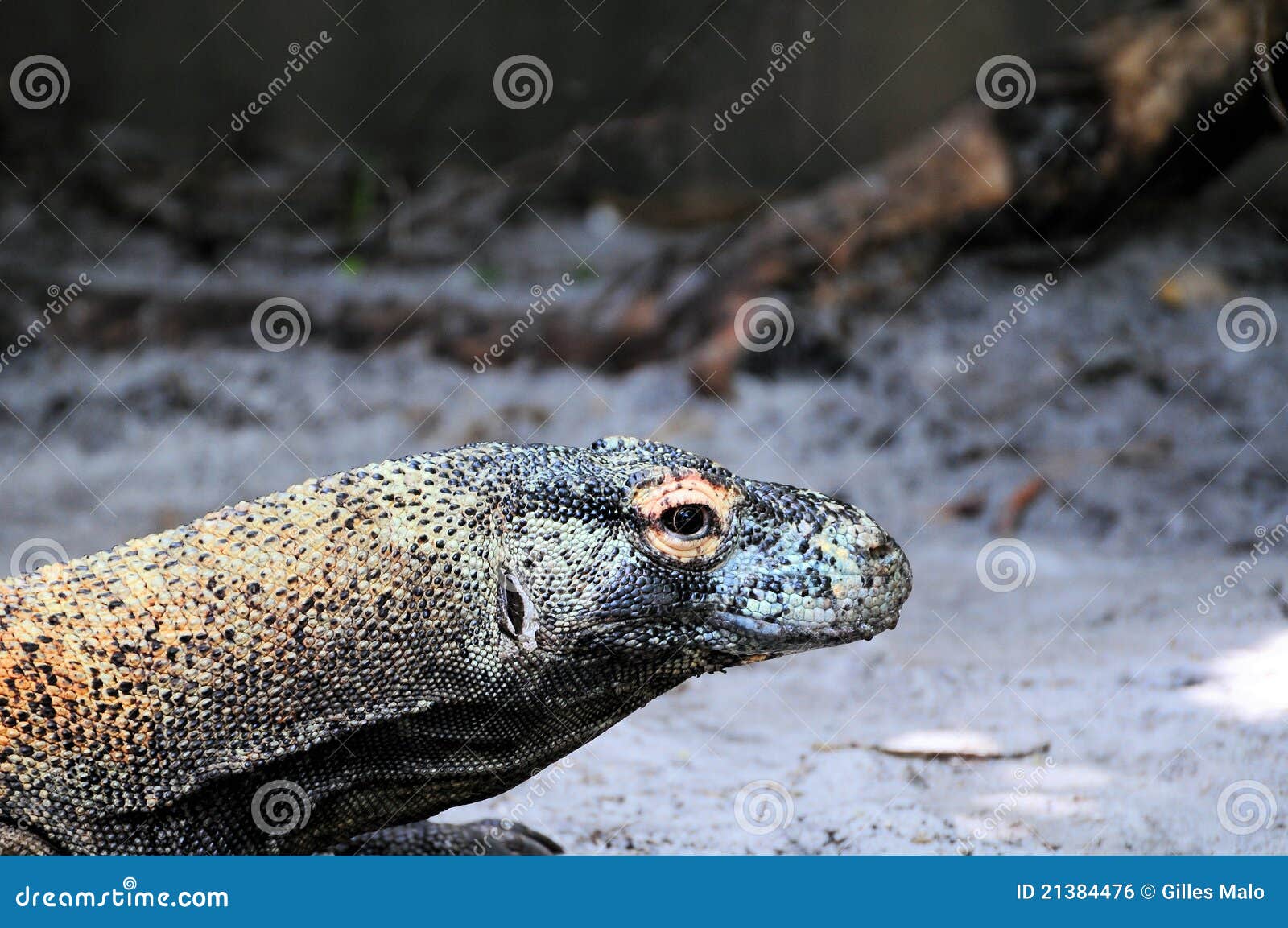 Portrait of a Komodo Dragon Stock Photo - Image of indonesian, largest ...