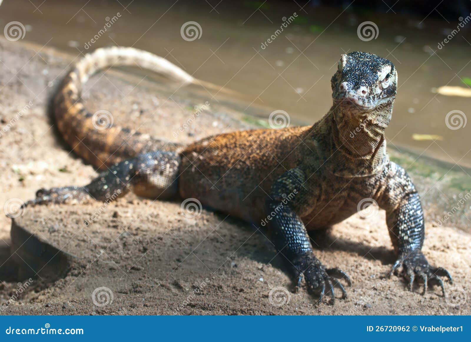 Portrait Of Komodo Dragon Digging A Hole On Rinca Island In Komodo ...