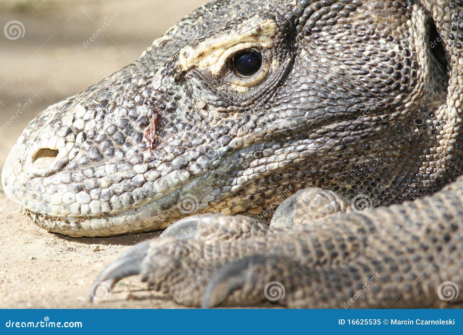 Portrait of Komodo dragons stock image. Image of danger - 16625535