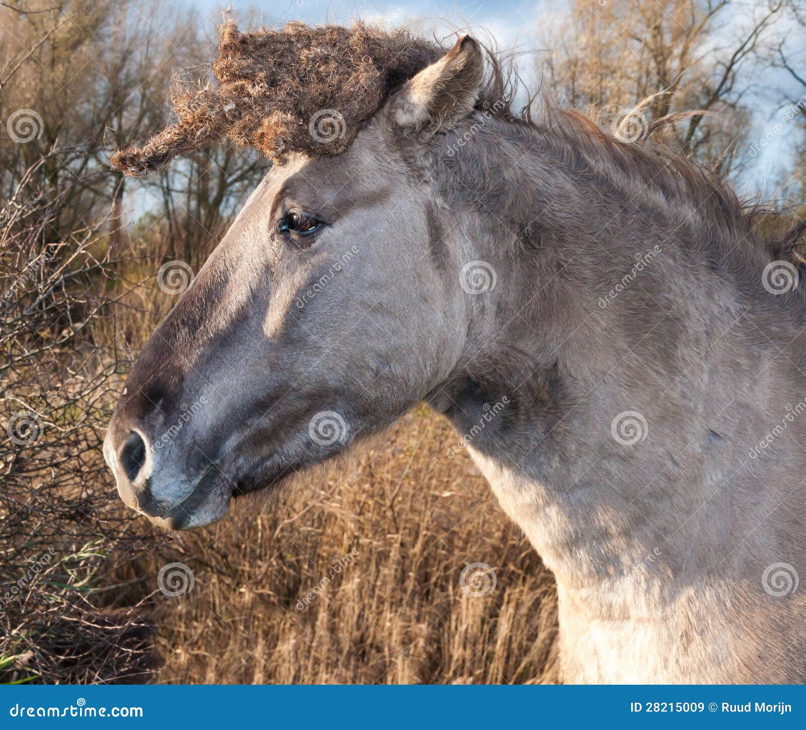 Portrait of a Konik horse stock image. Image of equine - 28215009