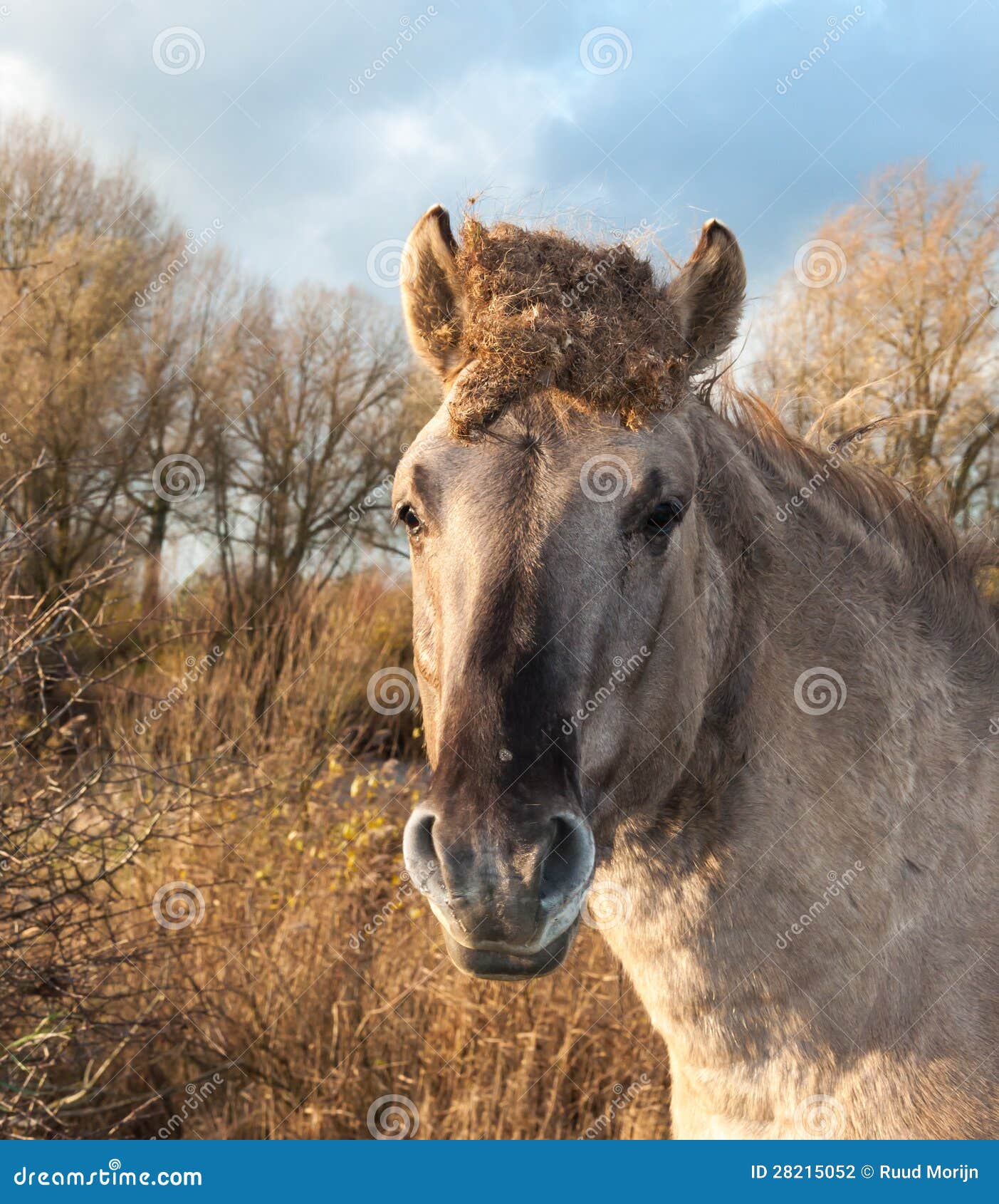 Portrait of a Konik horse stock photo. Image of konik - 28215052