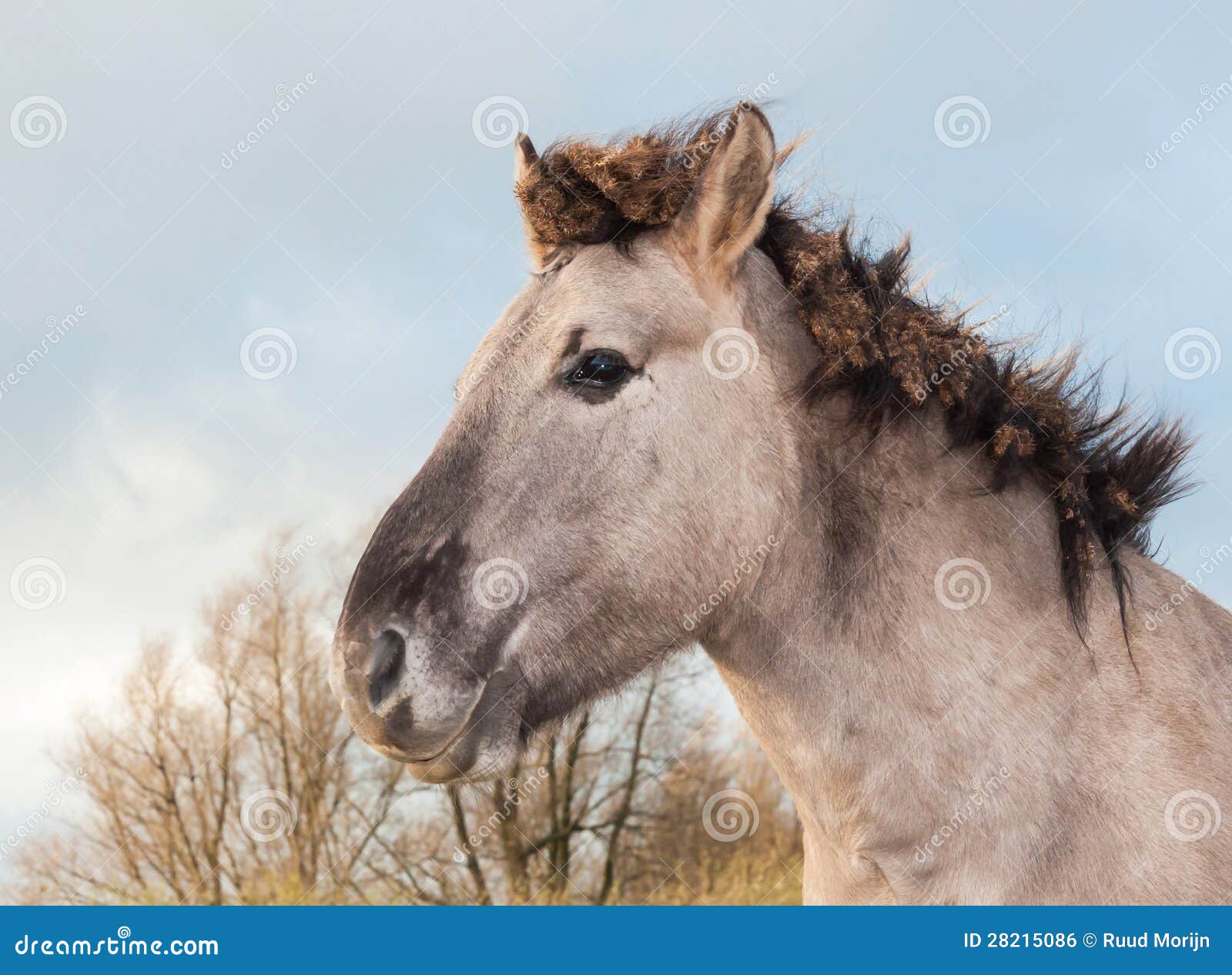 Portrait of a Konik horse stock photo. Image of close - 28215086