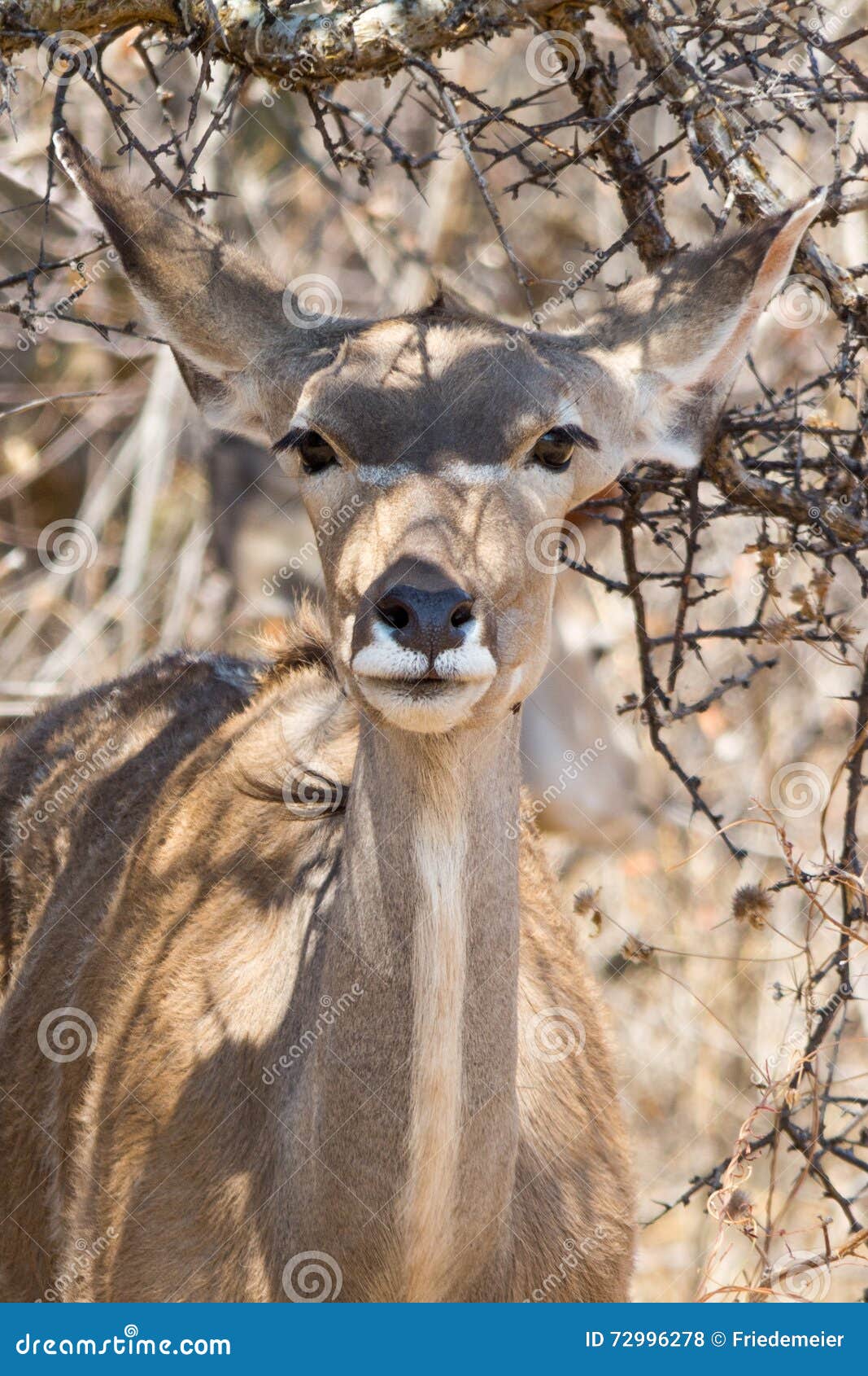 Portrait of a Kudu (Antelope) Stock Photo - Image of spotting, koedoe ...