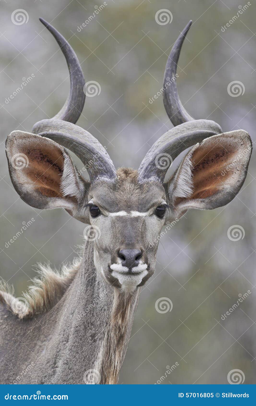 Portrait of a kudu stock image. Image of national, antelope - 57016805