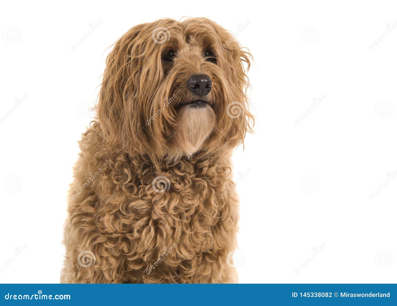 Portrait Of A Labradoodle On A Pink Background Stock Photography ...