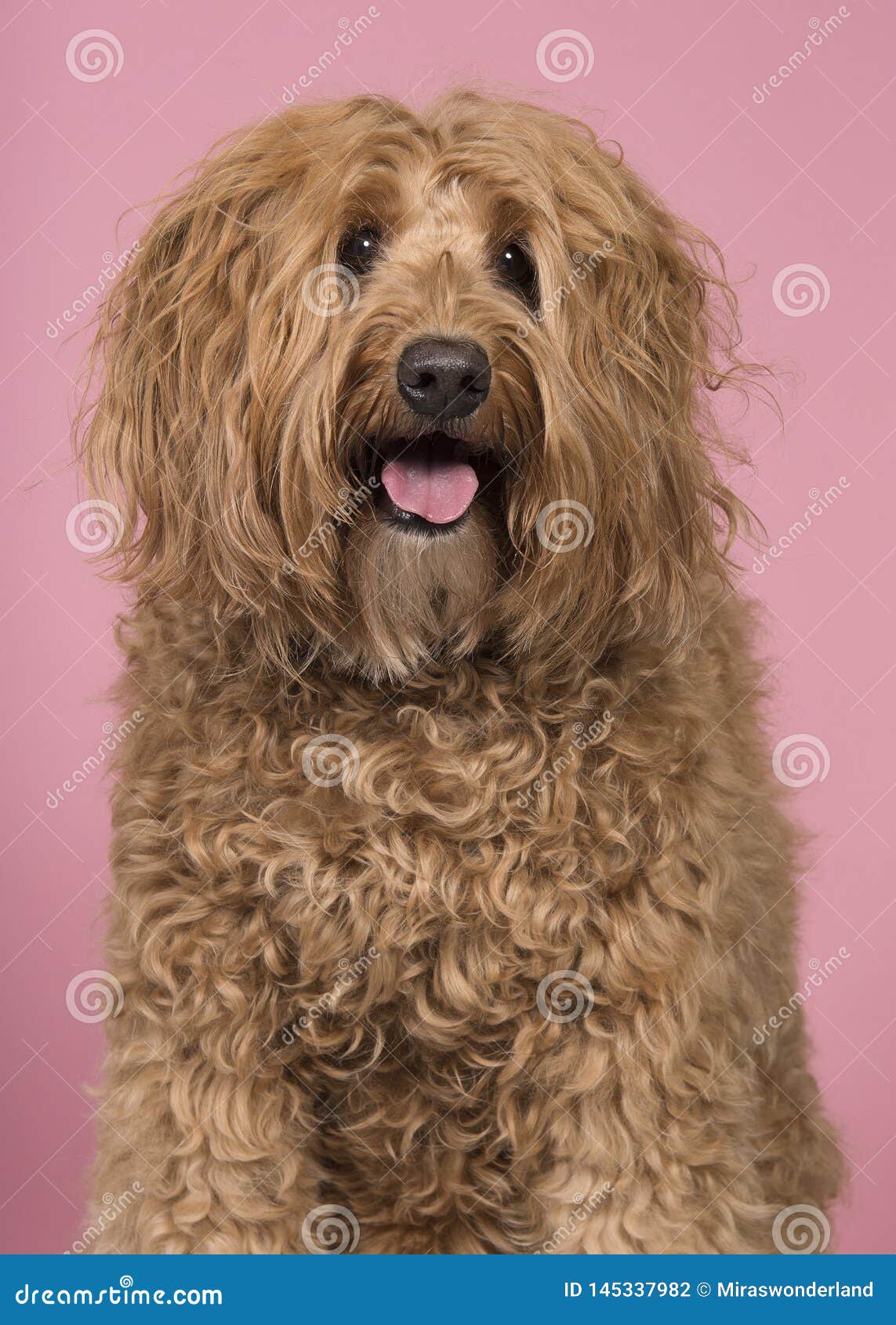 Portrait Of A Labradoodle On A Pink Background With Mouth Open In A ...