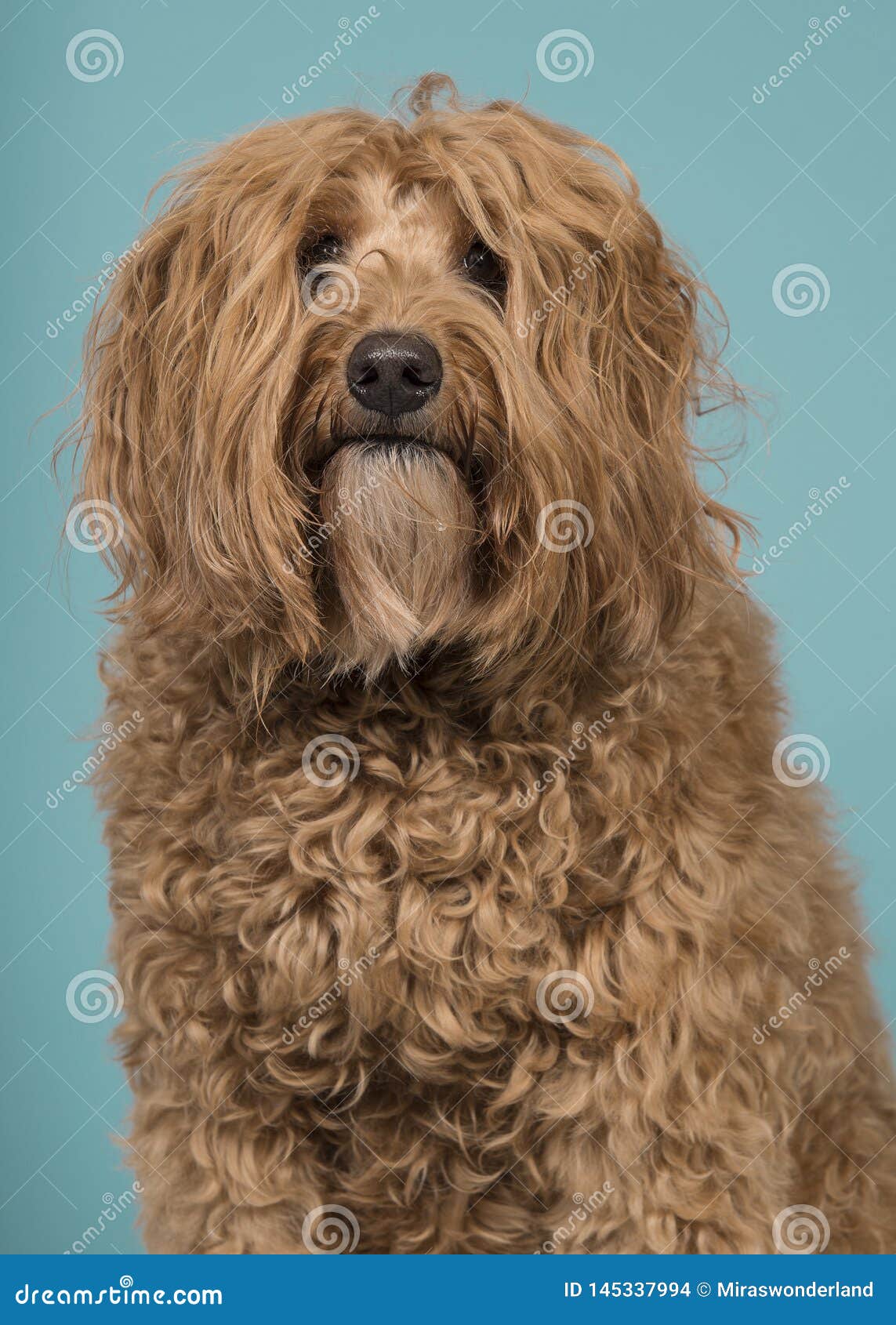 Portrait Of A Labradoodle On A Pink Background With Mouth Open In A ...