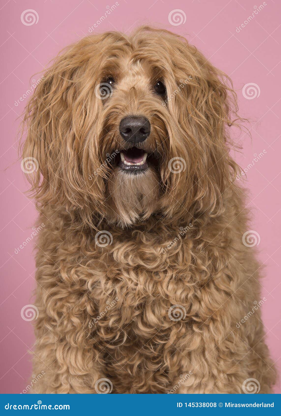 Portrait Of A Labradoodle On A Pink Background With Mouth Open In A ...
