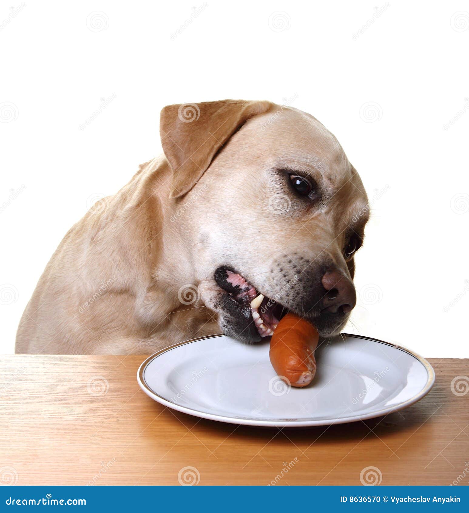 The portrait of Labrador stock photo. Image of clever - 8636570