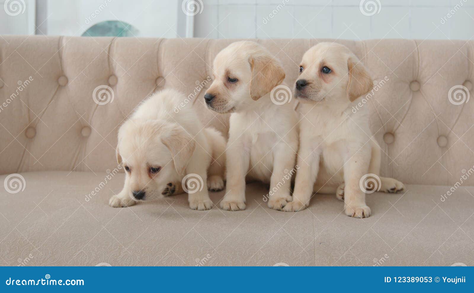 Portrait of Labrador Puppies on a Sofa Stock Image - Image of room ...
