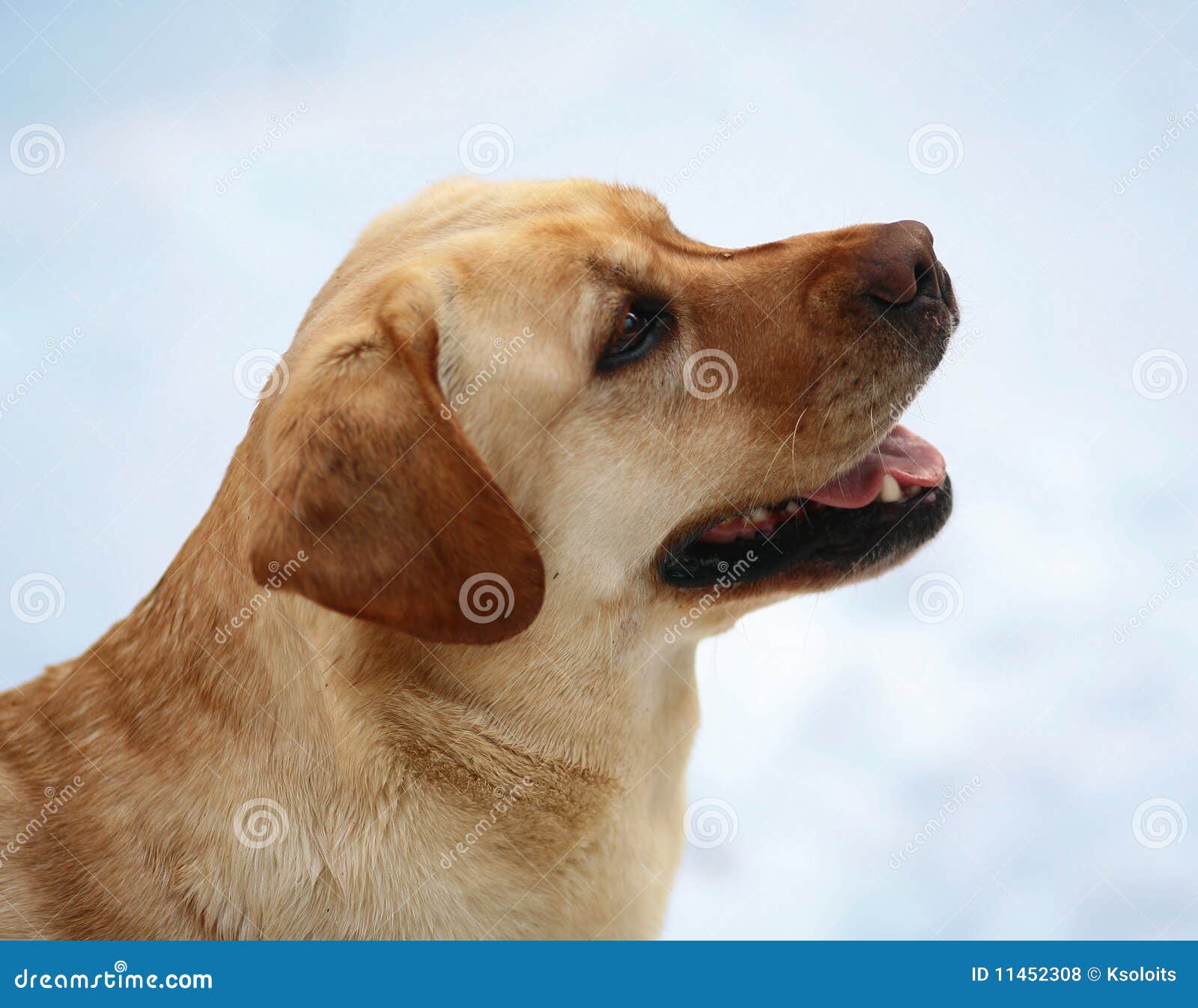 Portrait Labrador a Retriever. Stock Photo - Image of thoroughbred ...
