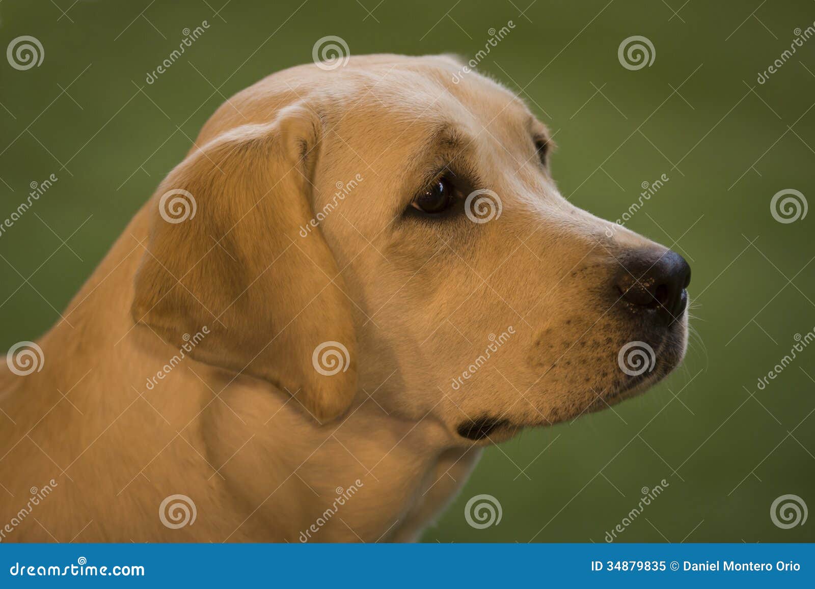 Portrait of Labrador Retriever Stock Image - Image of communication ...