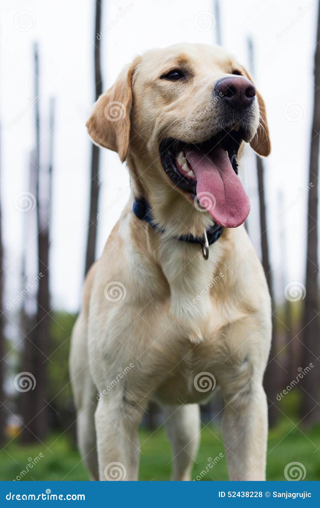 Portrait of Labrador Retriever Dog Stock Photo - Image of people ...