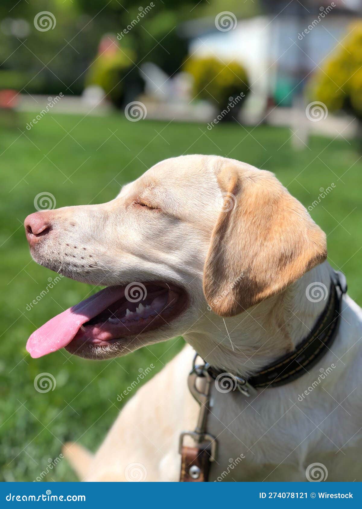 Portrait of a Labrador Retriever on a Leash Relaxing on the Grass Stock ...