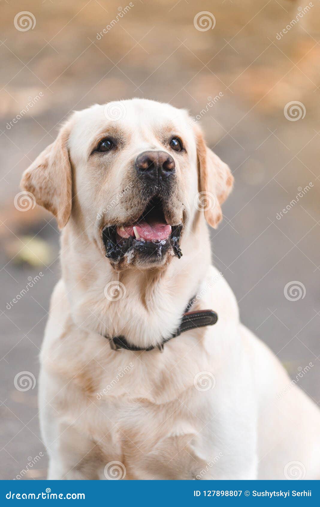 Portrait of a Labrador Retriever in the Park in the Fall. Stock Image ...