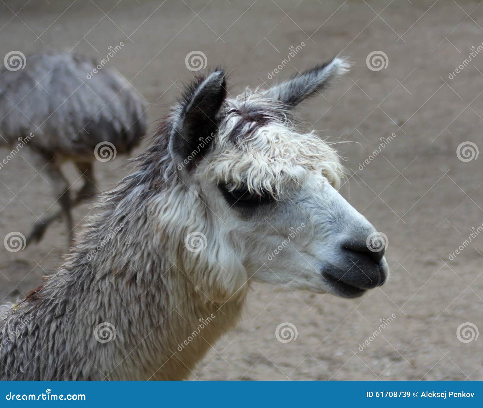 Portrait of the lama stock image. Image of lama, face - 61708739