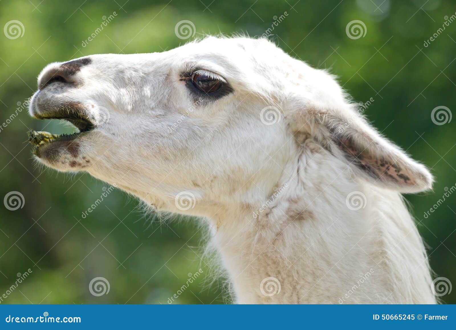 Portrait lama stock image. Image of south, fauna, lama - 50665245