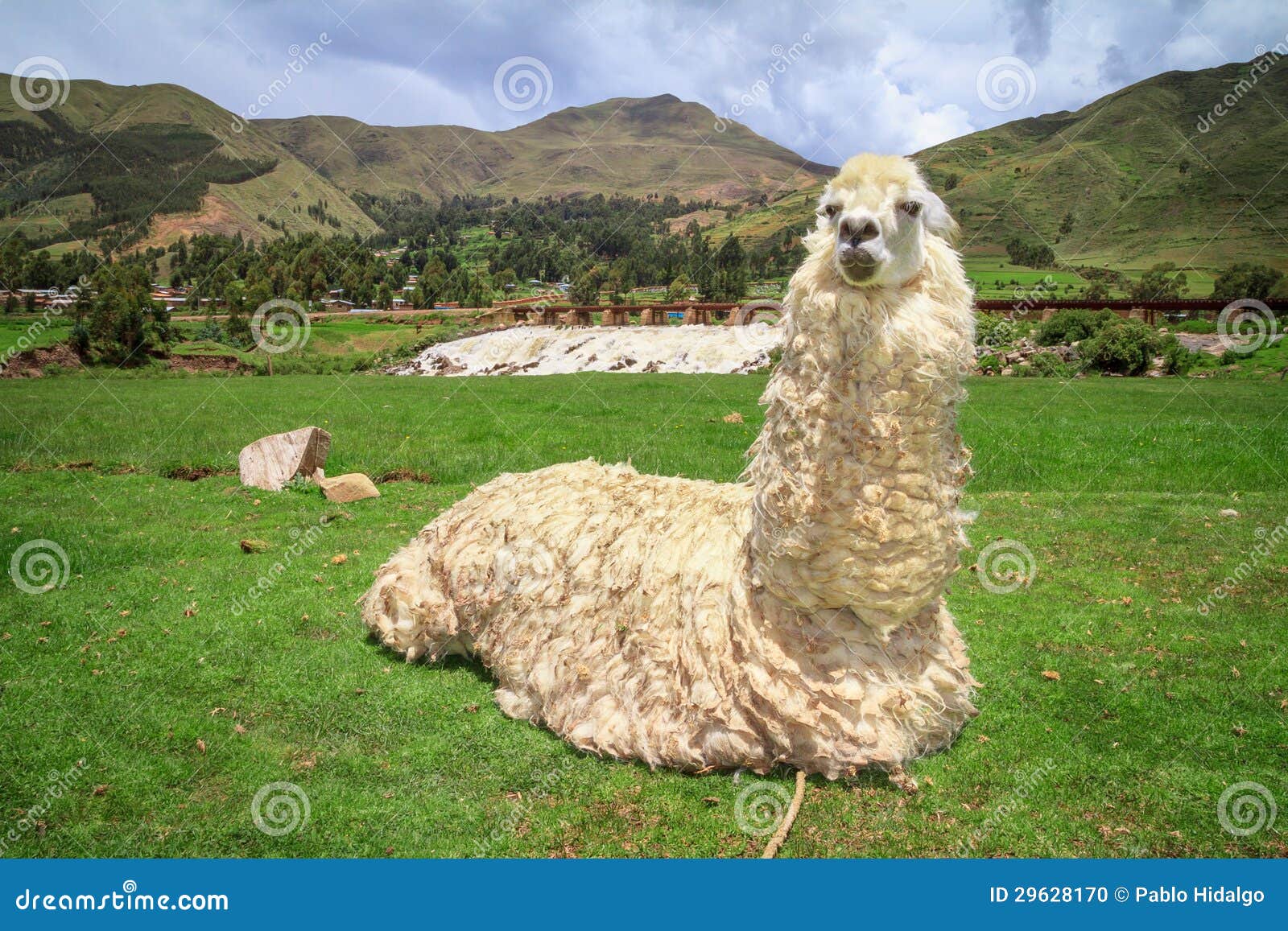 Portrait of a Lama on Farm. Stock Photo - Image of nature, closeup ...