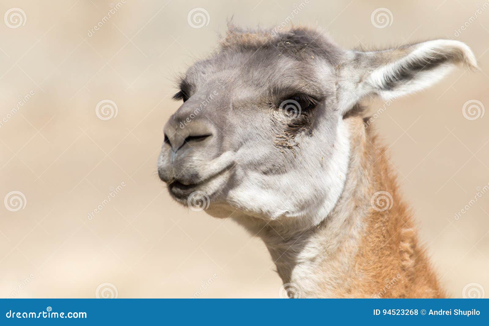 Portrait of a Lama in Nature Stock Photo - Image of beauty, mammal ...