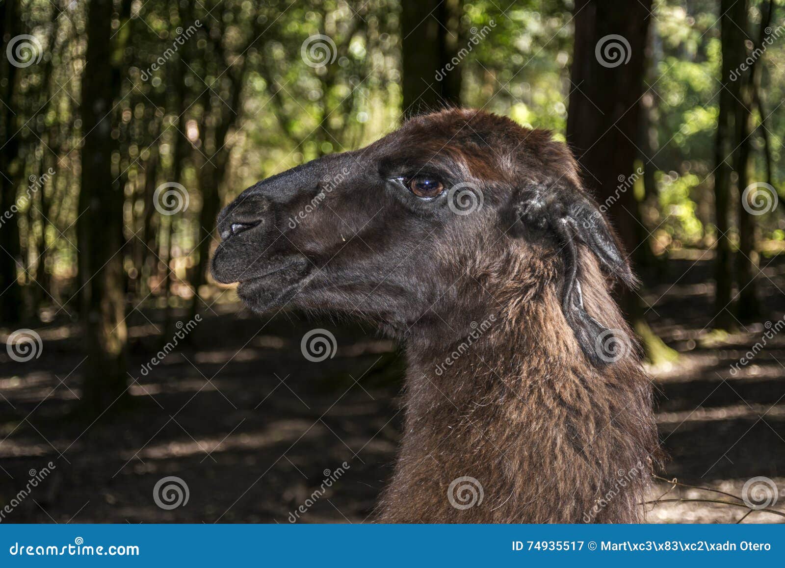 Portrait of a lama stock image. Image of land, mammal - 74935517