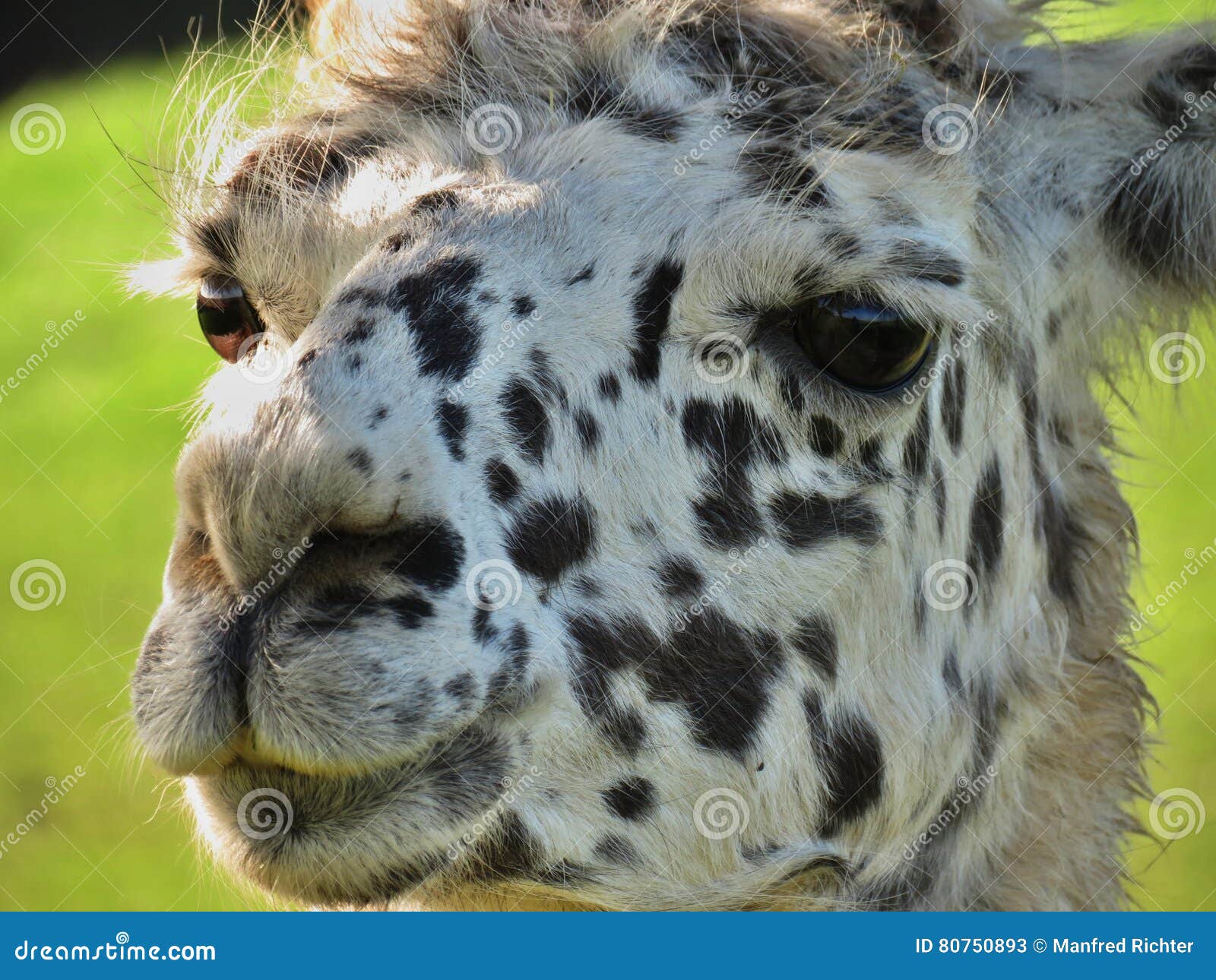 Portrait of a lama stock image. Image of south, mammal - 80750893
