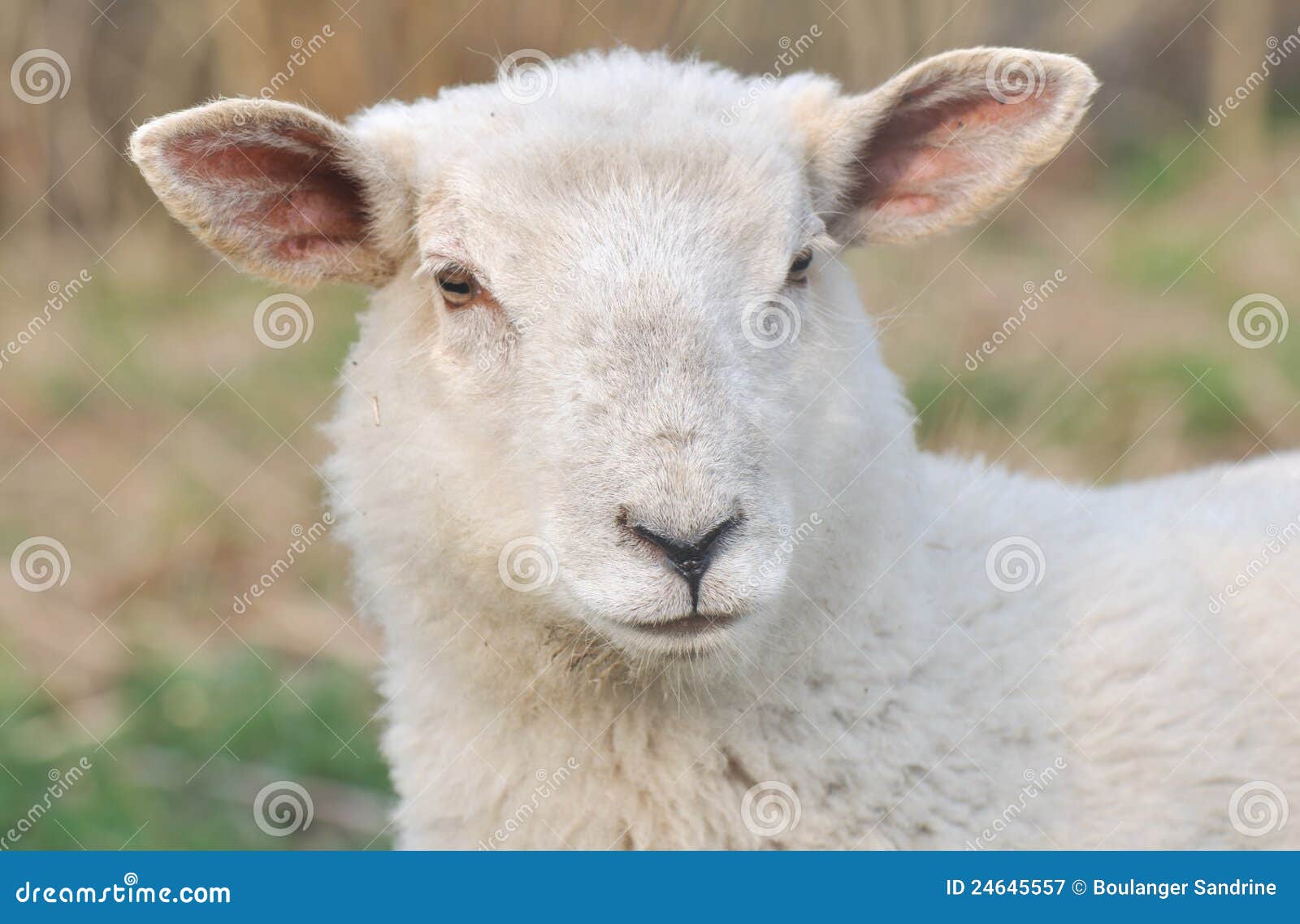 Portrait of a lamb stock image. Image of lamb, portrait - 24645557