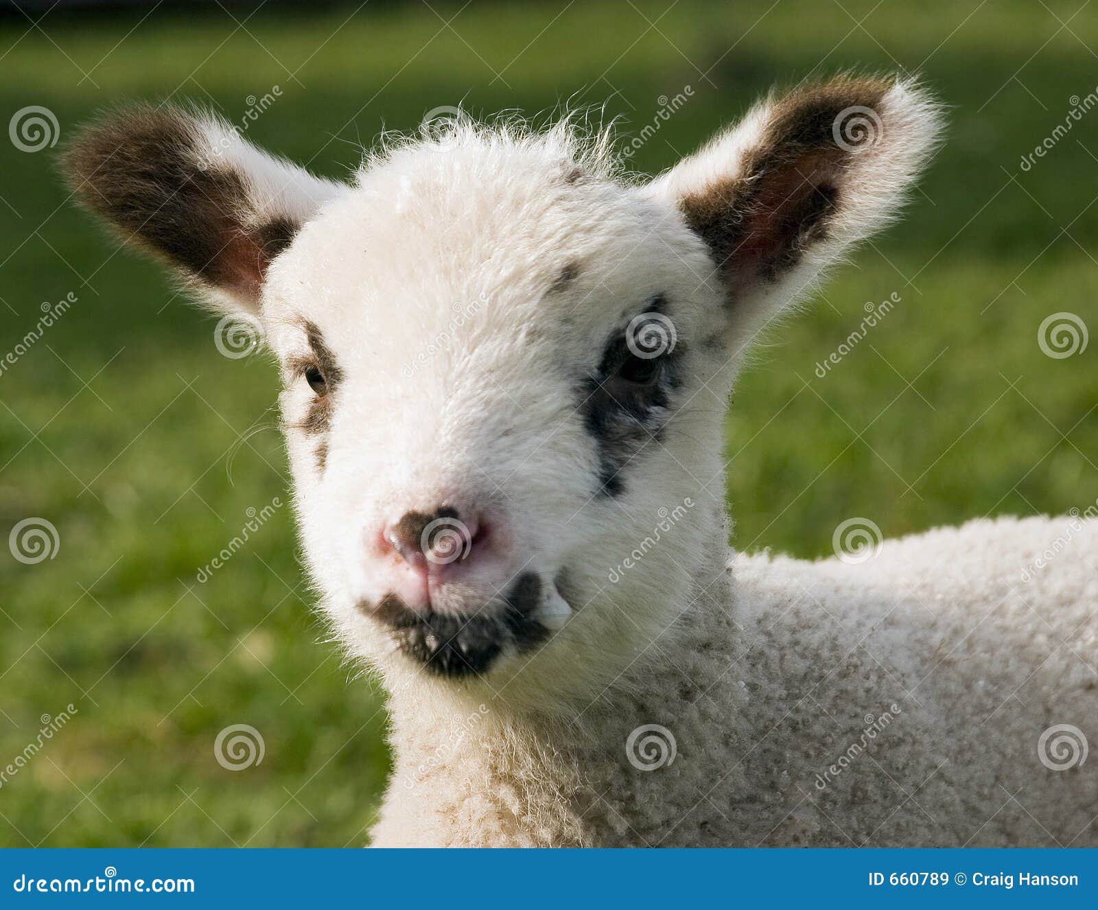 Portrait of a Lamb stock image. Image of baby, animal, portrait - 660789